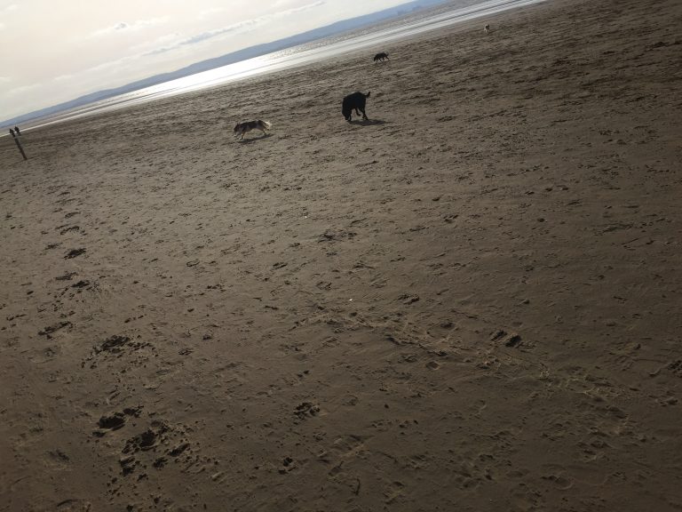 The Best Local Dog Walks Taunton, Somerset